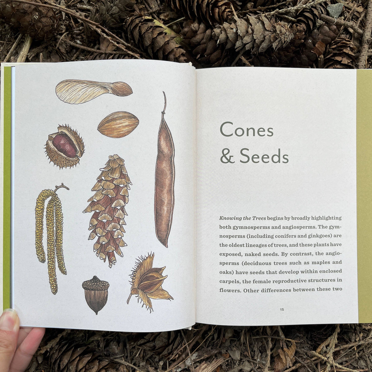 Knowing the Trees – The Local Branch
