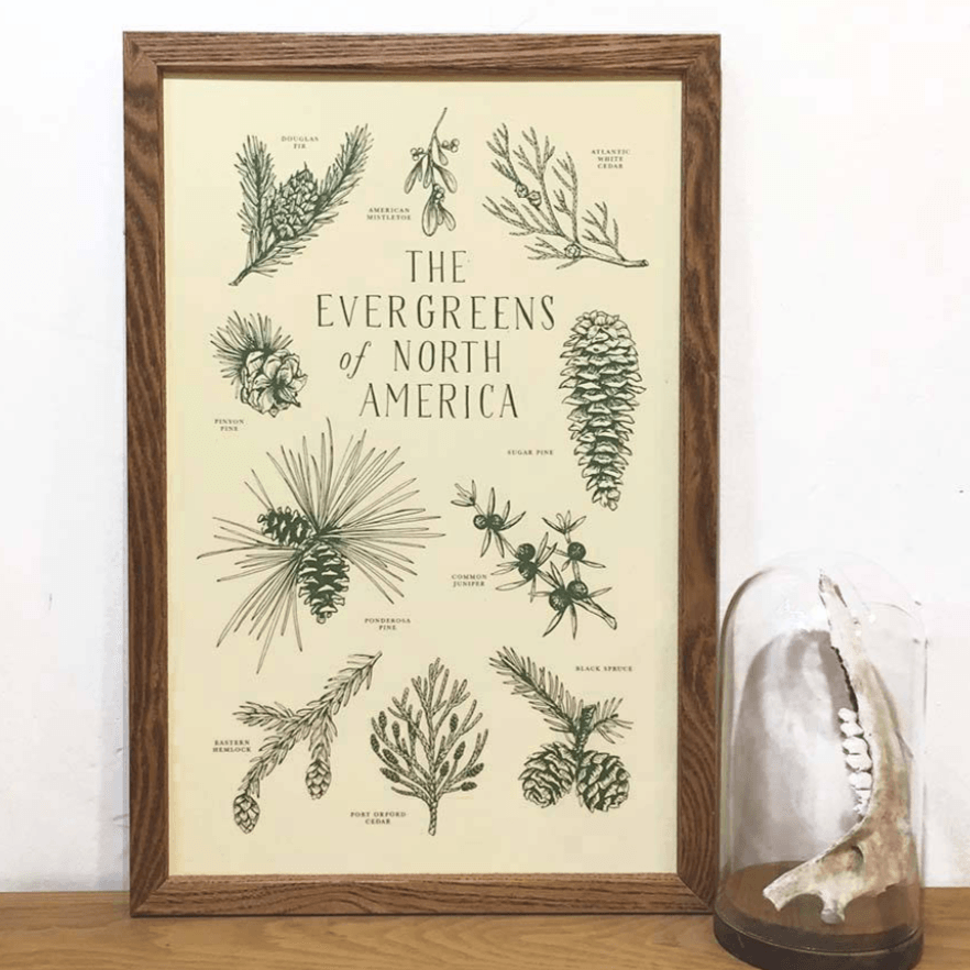Evergreens of North America Poster - USA Made – The Local Branch
